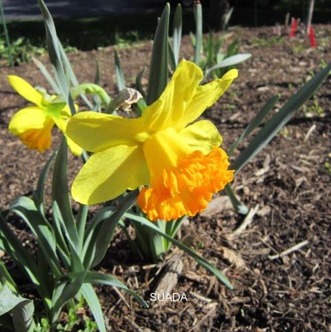 Photo of the bloom of Large-cupped Daffodil (Narcissus 'Suada') posted ...