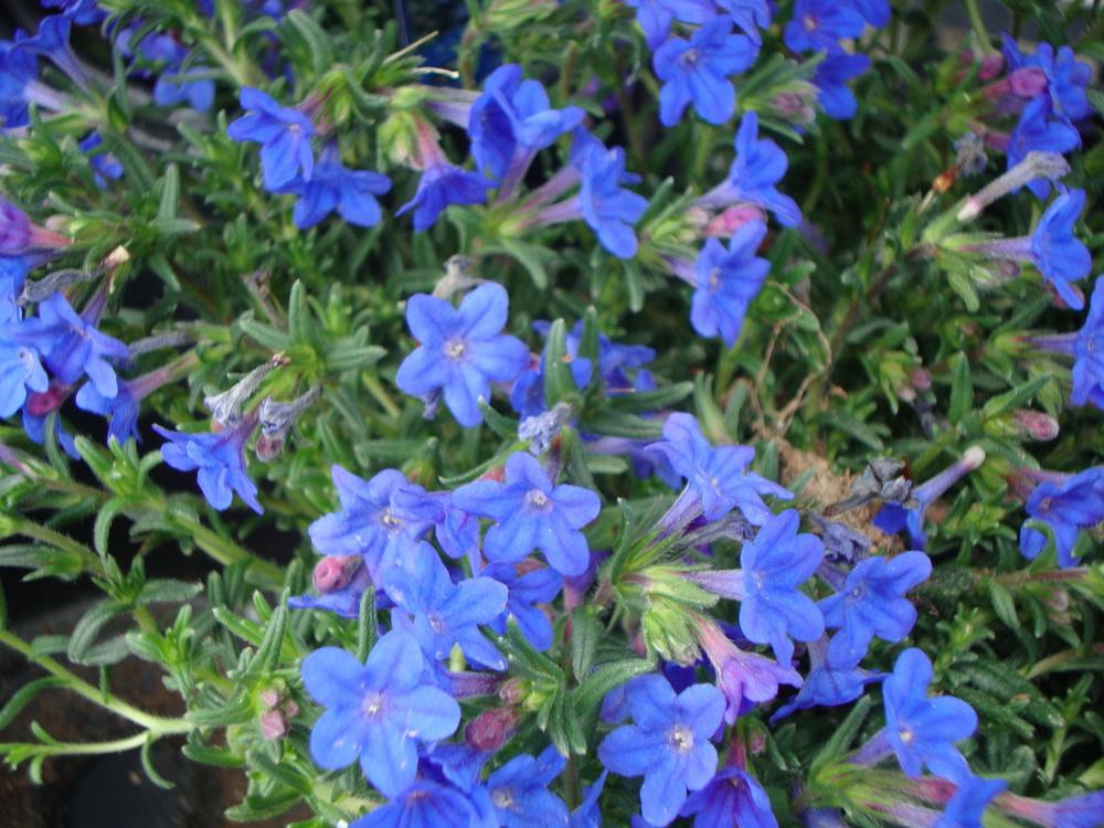 Photo of the bloom of Lithodora (Glandora prostrata 'Grace Ward ...