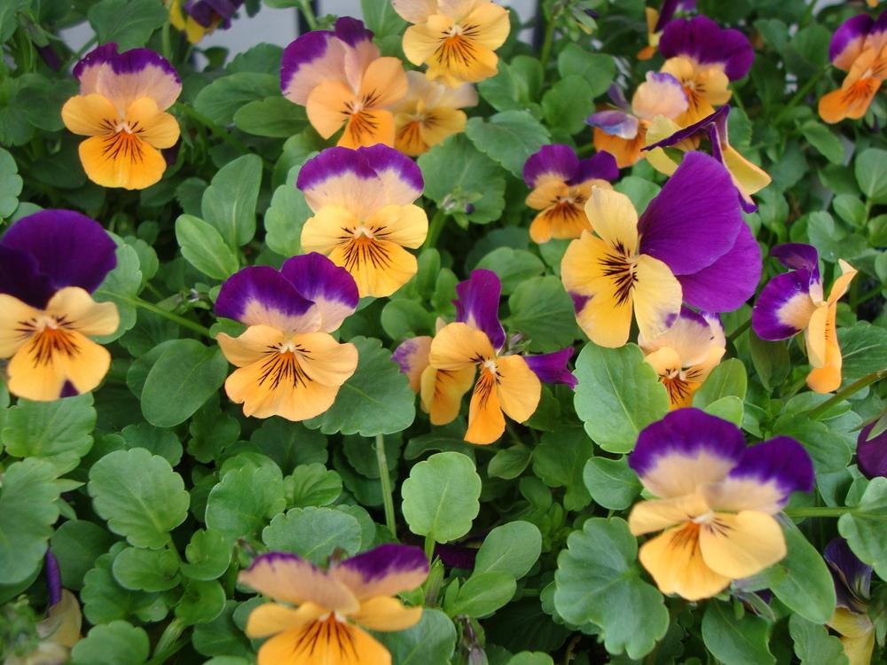 Pansy (Viola x wittrockiana 'Jolly Joker') in the Violas Database ...