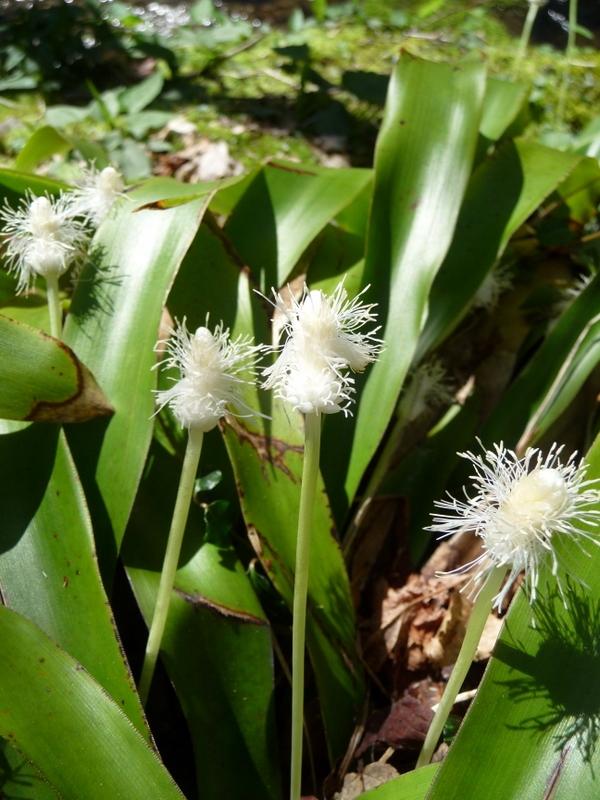 Photo of the bloom of Fraser's Sedge (Cymophyllus fraserianus) posted ...