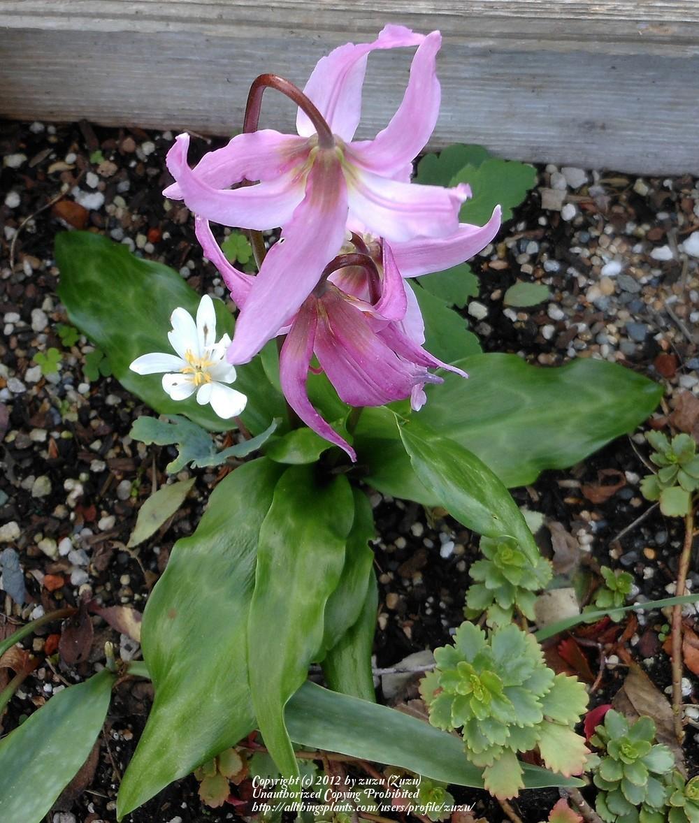 Photo of the entire plant of Pink Fawn Lily (Erythronium revolutum ...