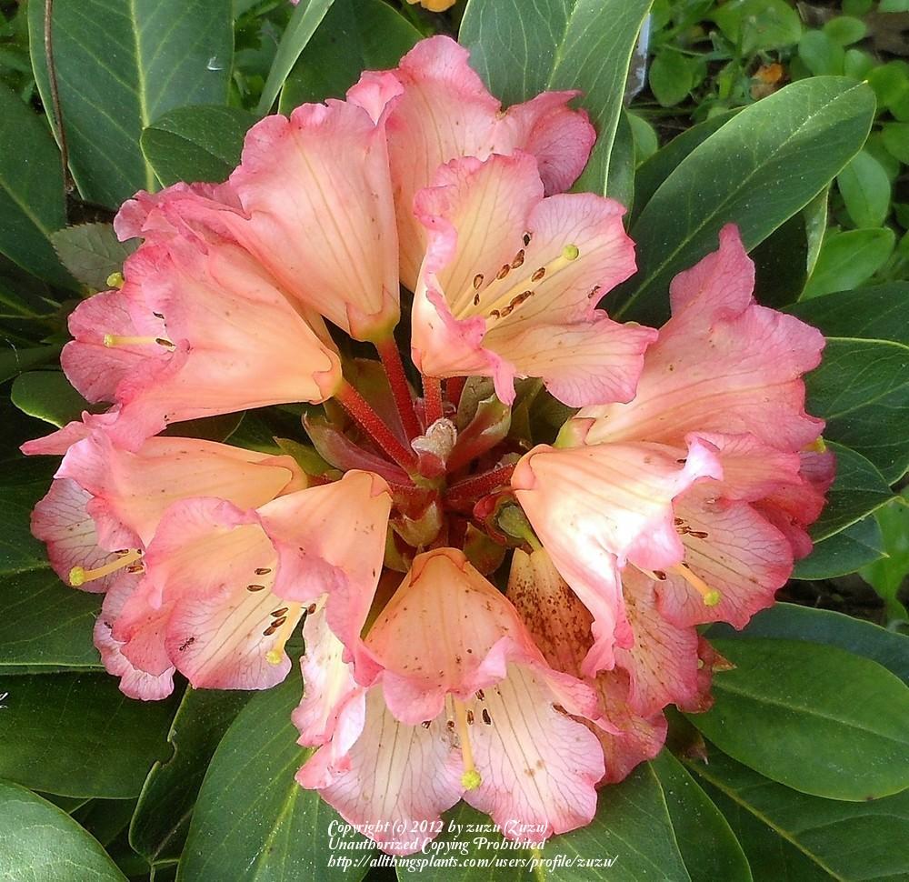 Rhododendron 'Unique Marmalade' in the Rhododendrons Database - Garden.org