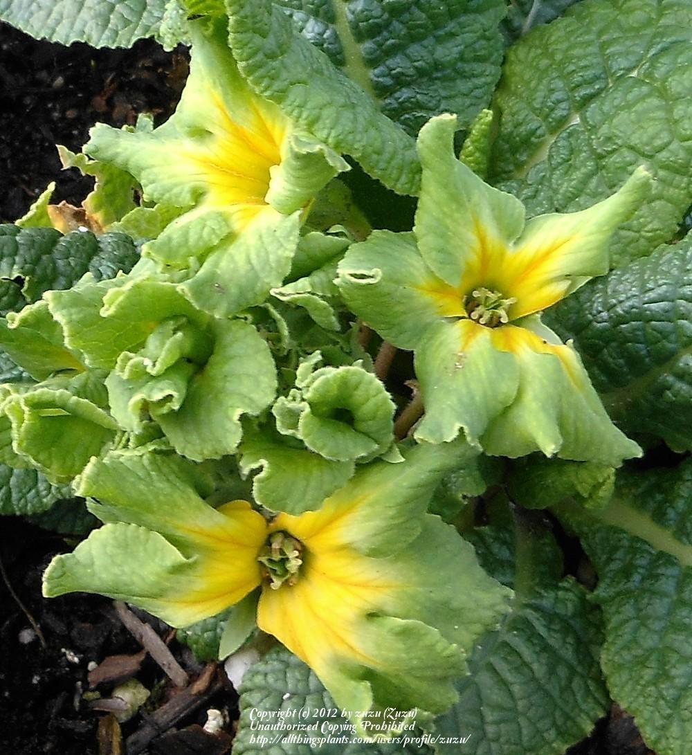 Photo of the bloom of Polyanthus (Primula 'Green Lace') posted by zuzu ...