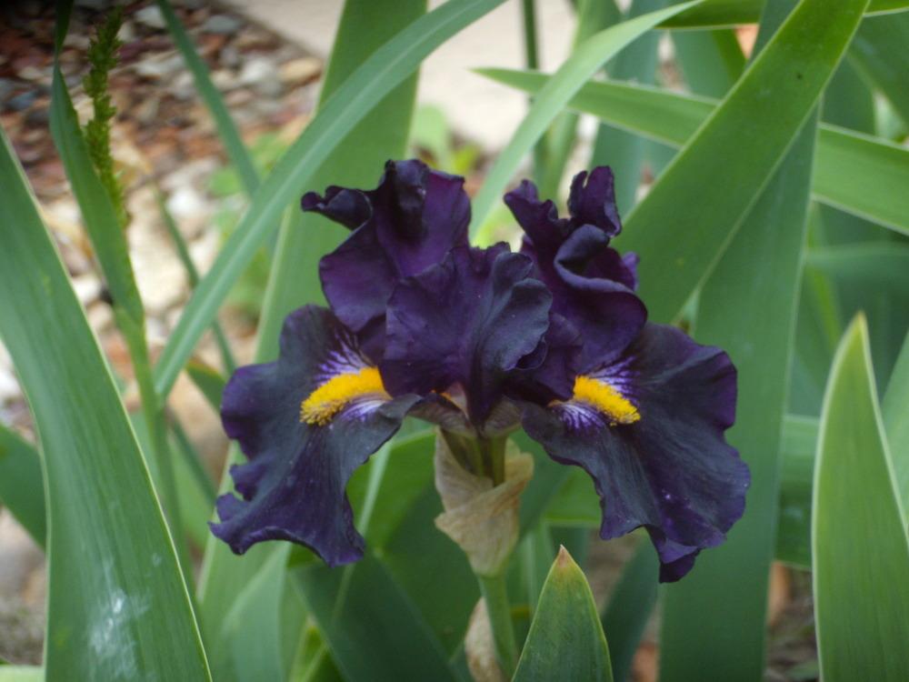 Our Favorite Dark Irises in the Irises forum - Garden.org