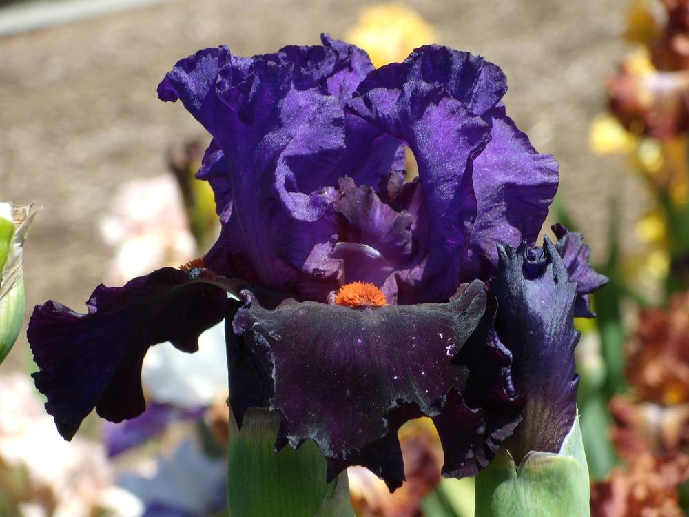 Our Favorite Dark Irises in the Irises forum - Garden.org