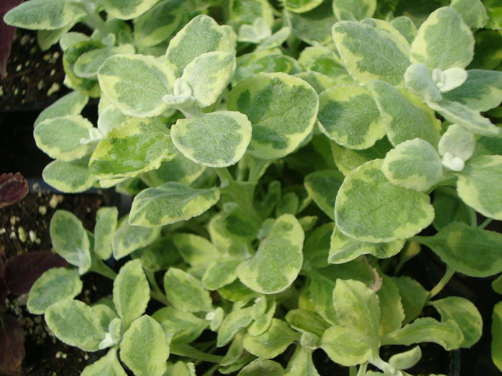 Helichrysum (Helichrysum petiolare 'Variegata') - Garden.org