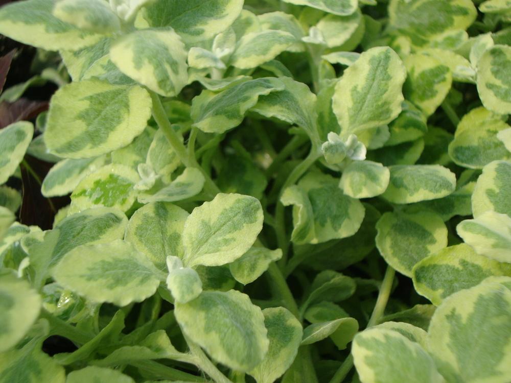 Photo of the leaves of Helichrysum (Helichrysum petiolare 'Variegata ...