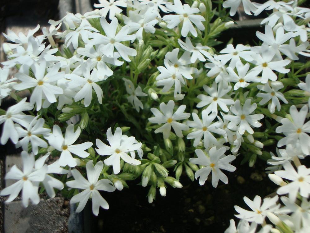 Photo of the bloom of Creeping Phlox (Phlox subulata 'Snowflake ...