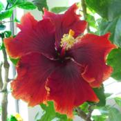 Photo of the bloom of Tropical Hibiscus (Hibiscus rosa-sinensis 'Burnt ...