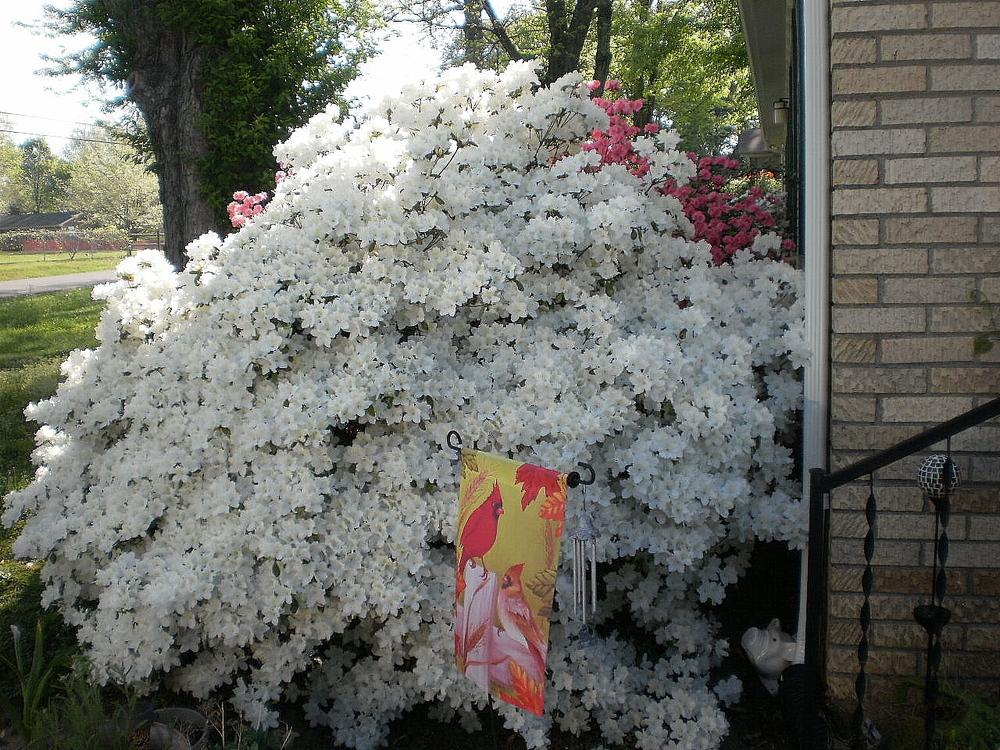 Southern Indica Azalea (Rhododendron indicum 'Alba') in the ...