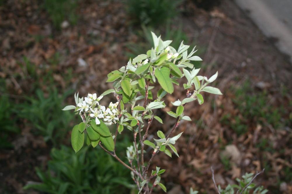 Photo of the entire plant of Running Serviceberry (Amelanchier ...