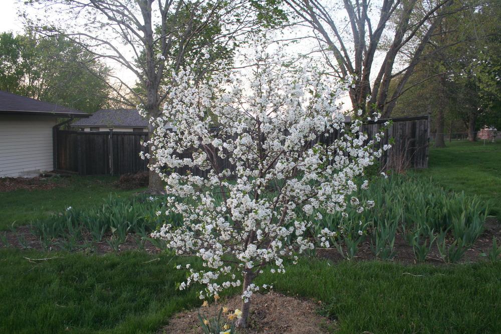 Pie Cherry (Prunus cerasus 'Balaton') - Garden.org