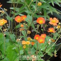 Photo of the bloom of Avens (Geum coccineum 'Cooky') posted by Joy ...