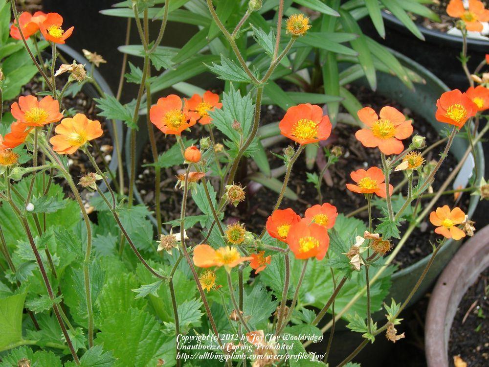 Photo of the bloom of Avens (Geum coccineum 'Cooky') posted by Joy ...