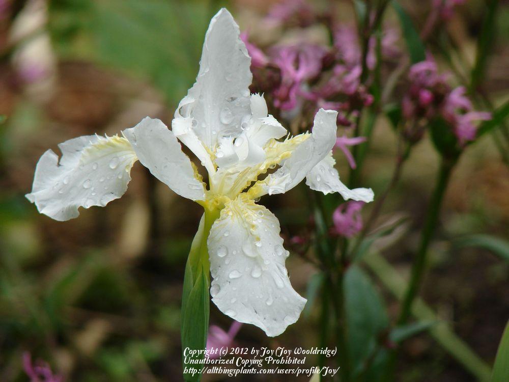 Photo of the bloom of Species Iris (Iris tectorum 'Alba') posted by Joy - Garden.org