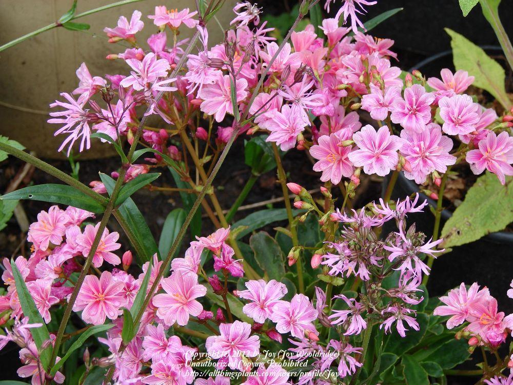 Photo of the bloom of Lewisia (Lewisia cotyledon) posted by Joy ...