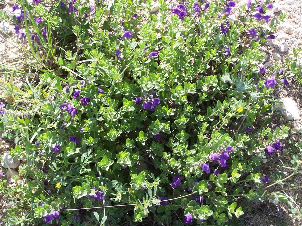 Photo of the entire plant of Shrubby Skullcap (Scutellaria wrightii ...