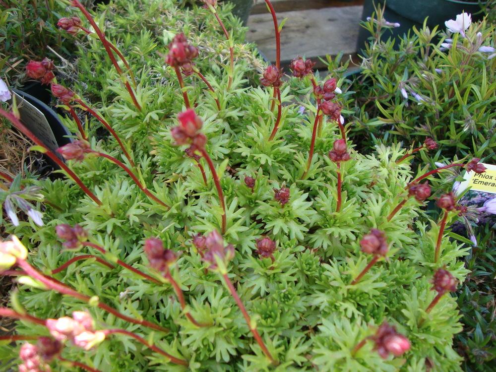 Photo of the closeup of buds, sepals and receptacles of Rockfoil ...