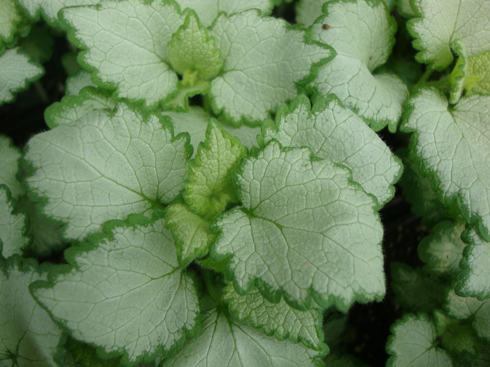 Lamium maculatum 'Ghost' in the Dead Nettles Database - Garden.org