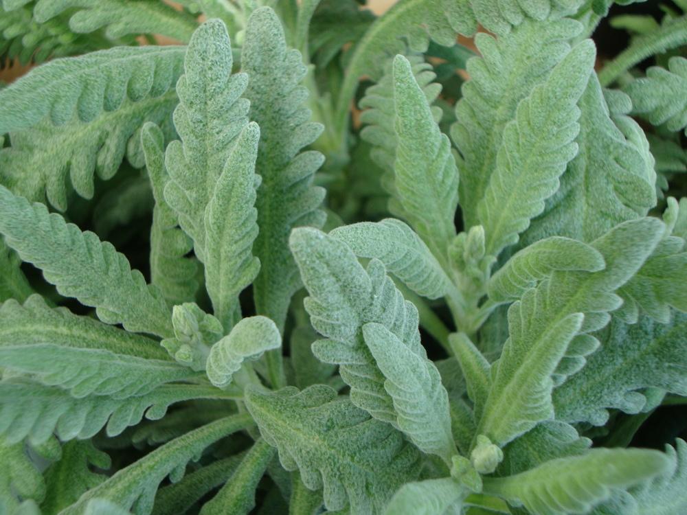 Photo of the leaves of Lavender (Lavandula x ginginsii 'Goodwin Creek ...