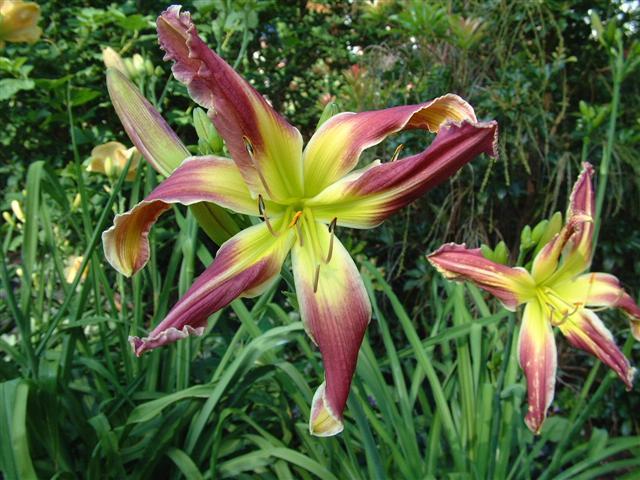Daylily (Hemerocallis 'Memory Jordan') in the Daylilies Database ...