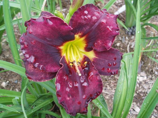 Photo of the bloom of Daylily (Hemerocallis 'Midnight Magic') posted by vic - Garden.org