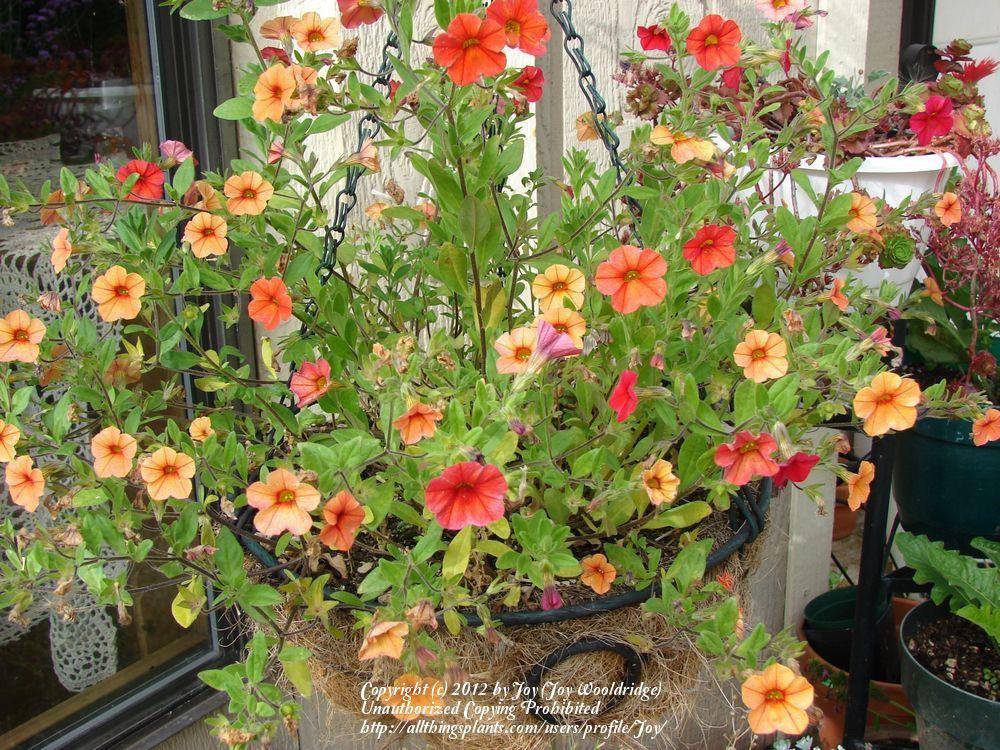 Photo of the bloom of Calibrachoas (Calibrachoa) posted by Joy - Garden.org