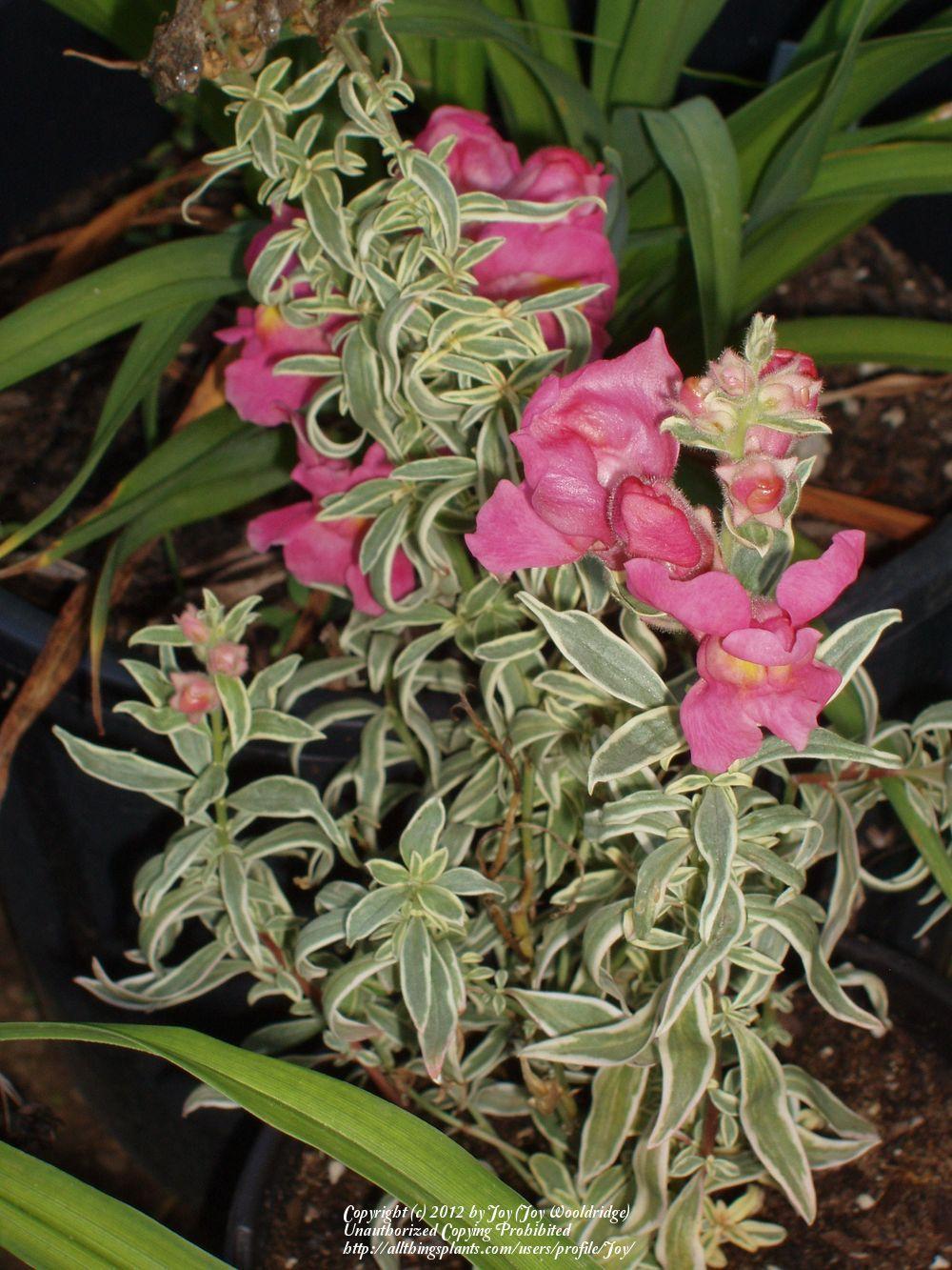 Variegated Snapdragon (Antirrhinum 'Candy Snap') - Garden.org