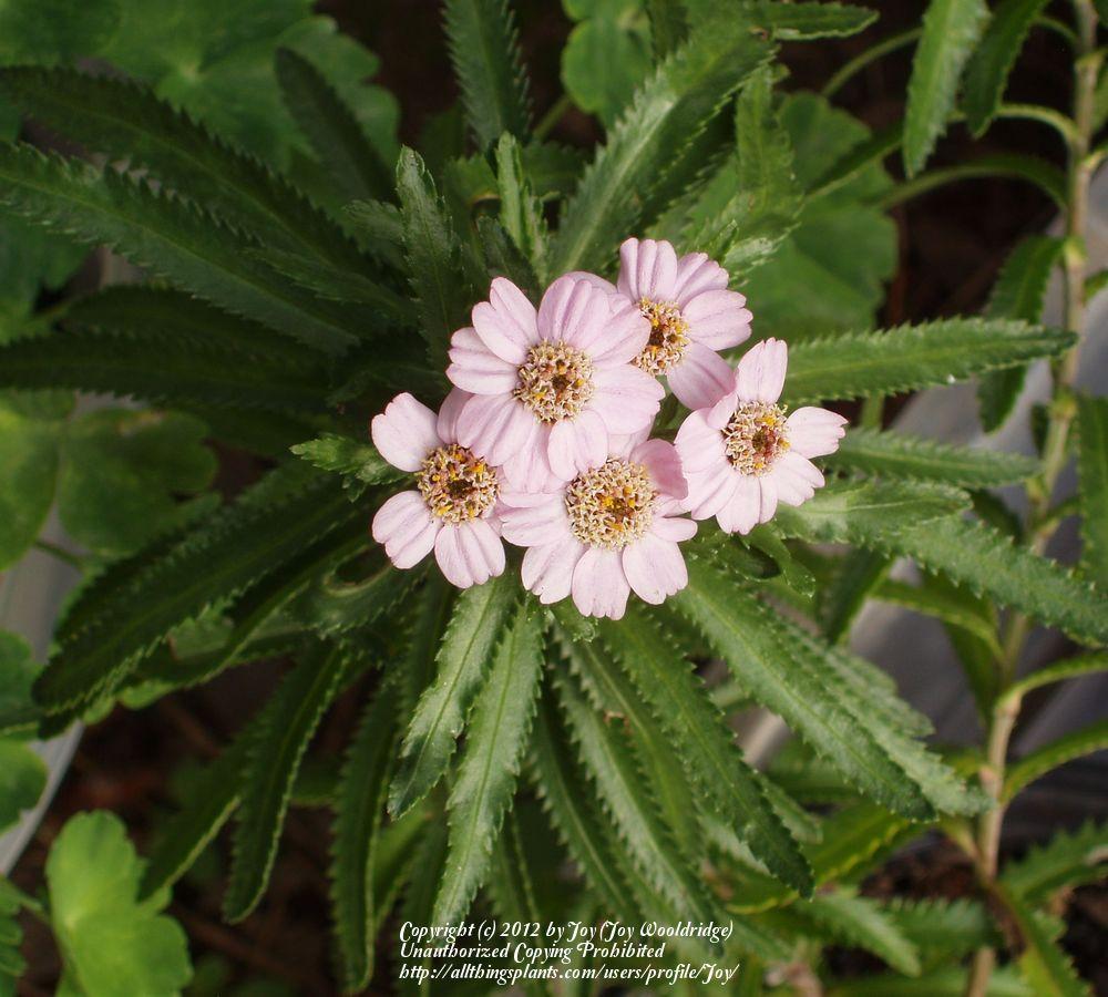 Photo of the leaves of Siberian Yarrow (Achillea alpina 'Love Parade ...