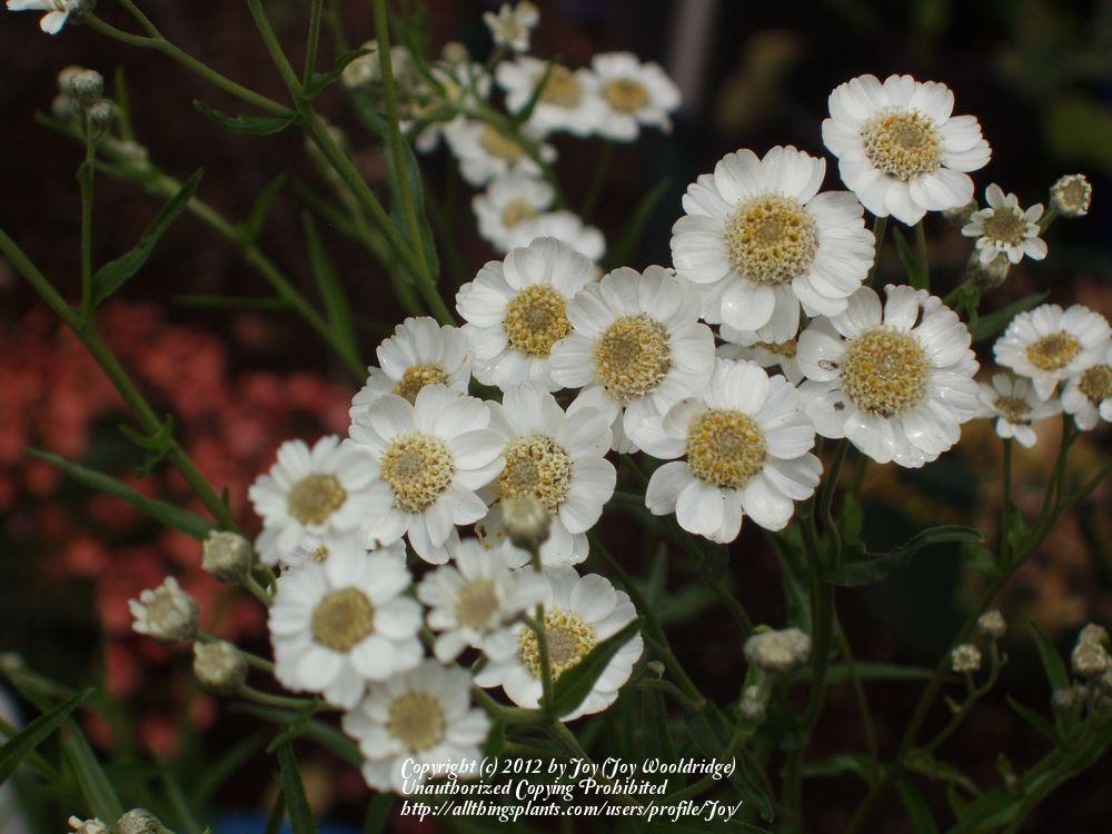 Photo of the bloom of Yarrow (Achillea ptarmica 'The Pearl') posted by ...