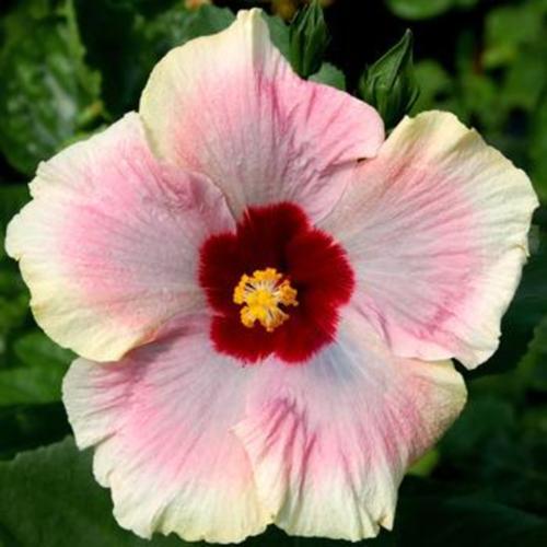Tropical Hibiscus (Hibiscus rosa-sinensis 'Blushing Bride') in the ...