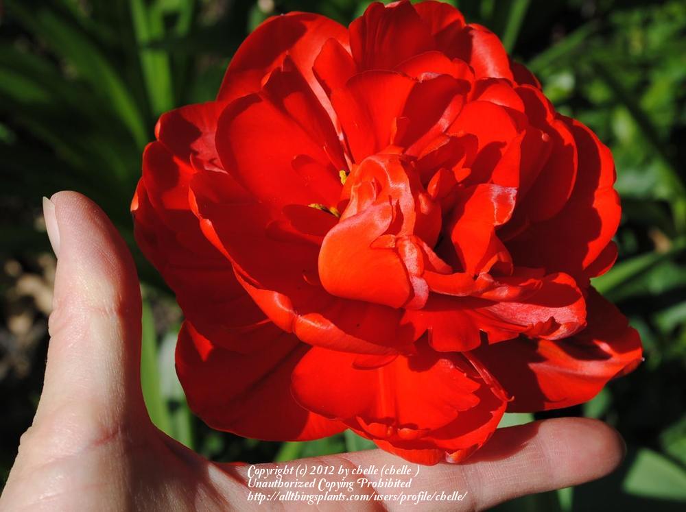Photo of the bloom of Double Late Tulip (Tulipa 'Miranda') posted by ...