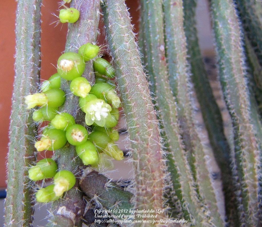 Mouse Tail Cactus (Rhipsalis baccifera subsp. horrida) - Garden.org