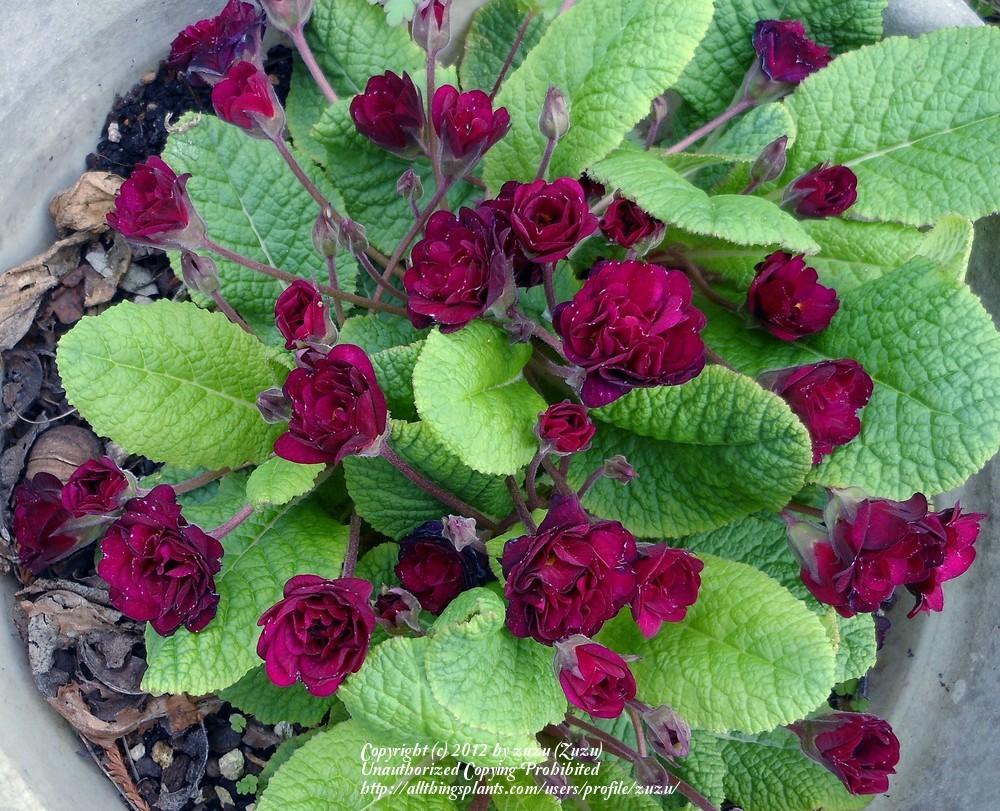 Primrose (Primula 'April Rose') in the Primroses Database - Garden.org