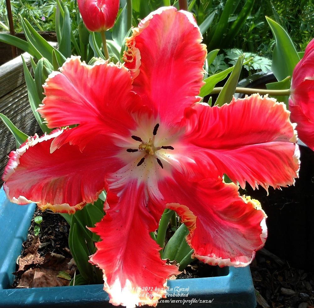 Parrot Tulip (Tulipa 'Lucky Parrot') in the Tulips Database - Garden.org