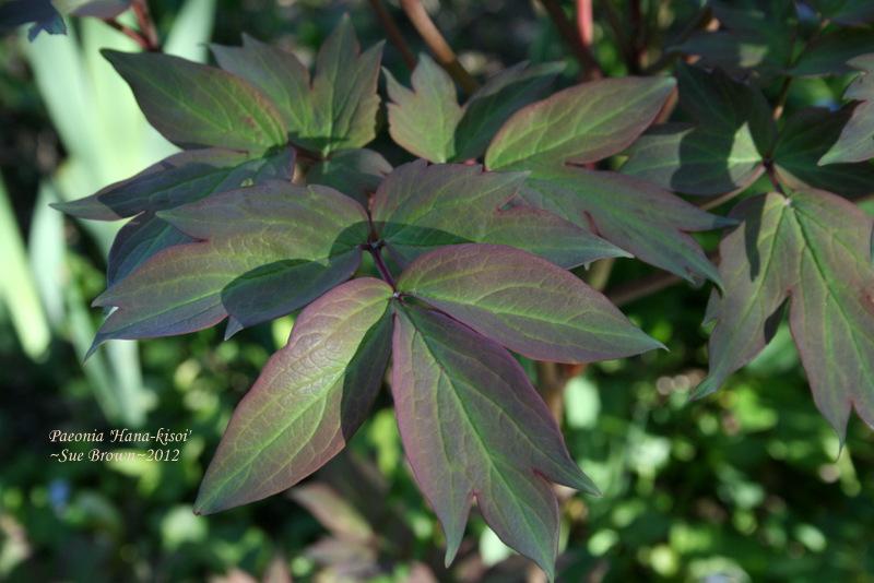Photo of the leaves of Japanese Tree Peony (Paeonia x suffruticosa ...