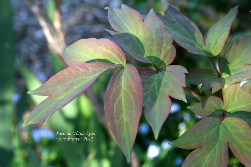 Photo of the leaves of Japanese Tree Peony (Paeonia x suffruticosa ...