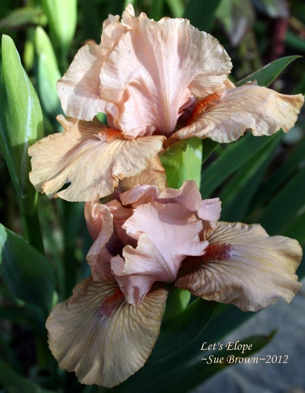 Intermediate Bearded Iris (Iris 'Let's Elope') in the Irises Database ...