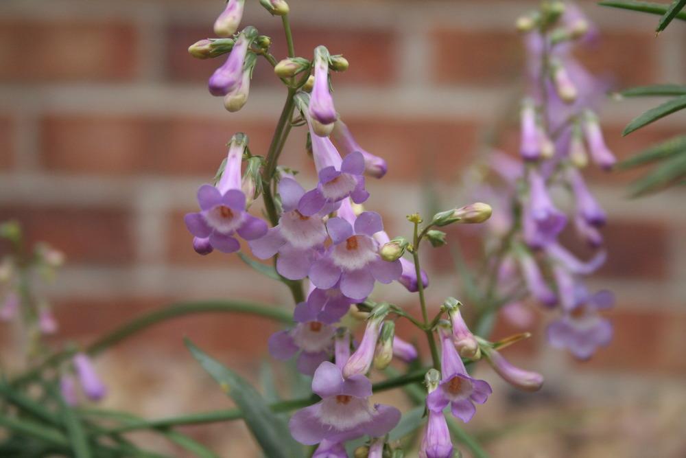 One-sided Penstemon (Penstemon secundiflorus) in the Penstemons ...