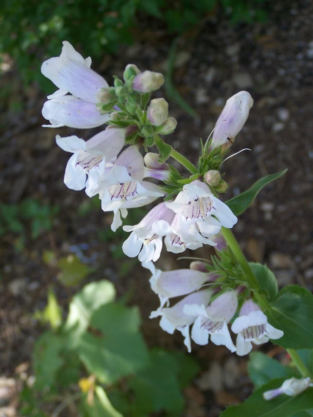 Photo of the bloom of Cobaea penstemon (Penstemon cobaea) posted by ...