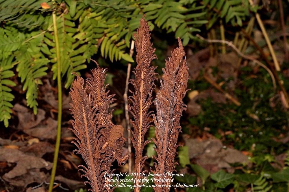 Photo of the seed pods or heads of Ostrich Fern (Matteuccia ...