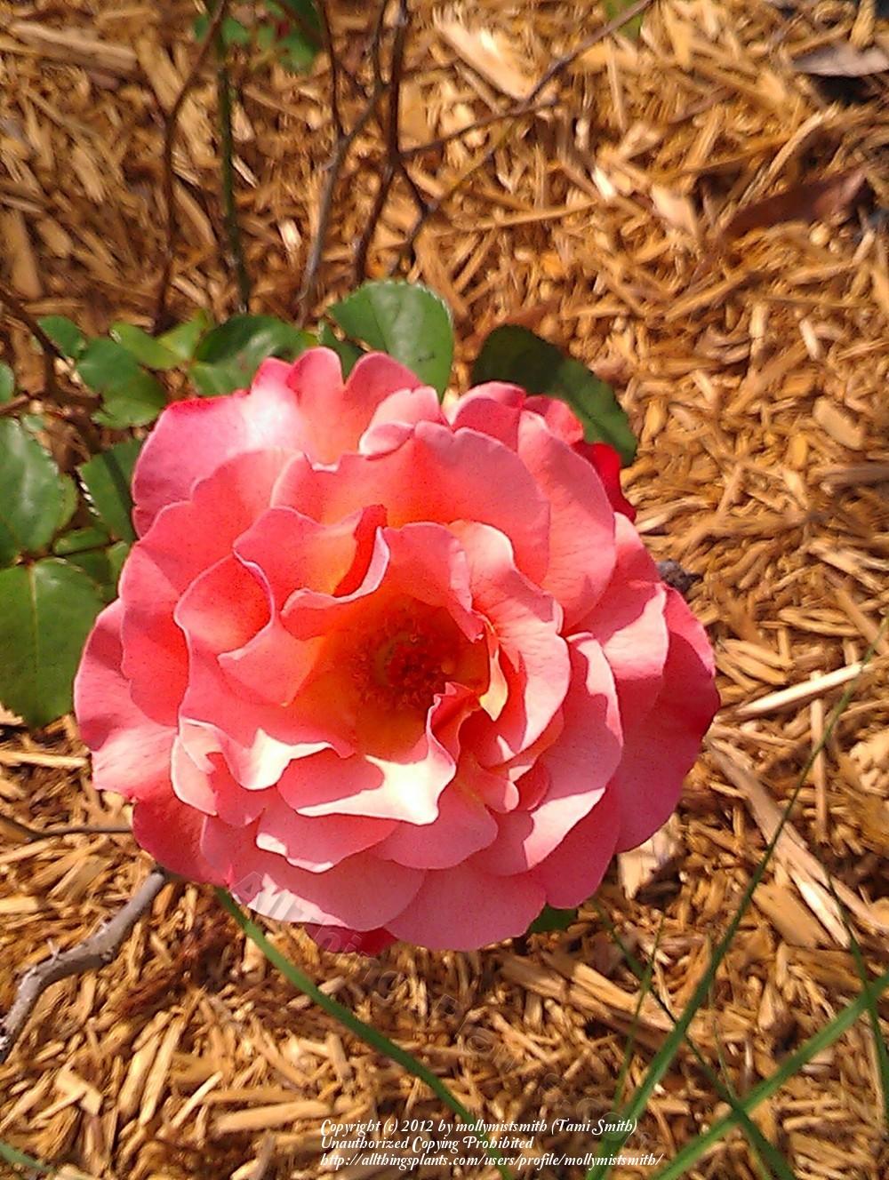 Photo of the bloom of Rose (Rosa 'Colorific') posted by mollymistsmith ...