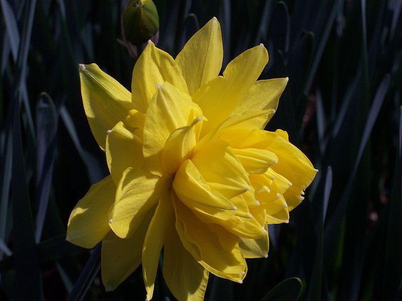 Photo of the bloom of Double Daffodil (Narcissus 'Telamonius Plenus ...