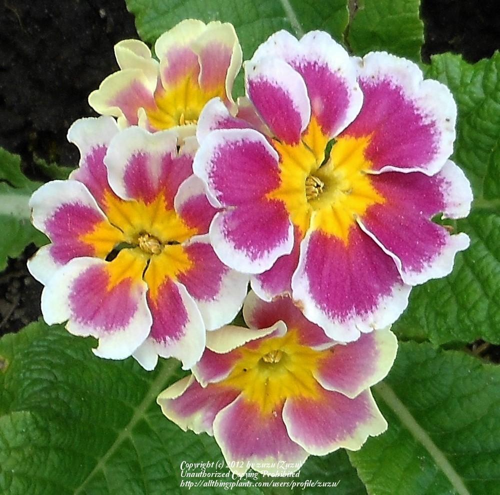 Photo of the bloom of Polyanthus (Primula 'Pacific Giants - Bi-Color ...