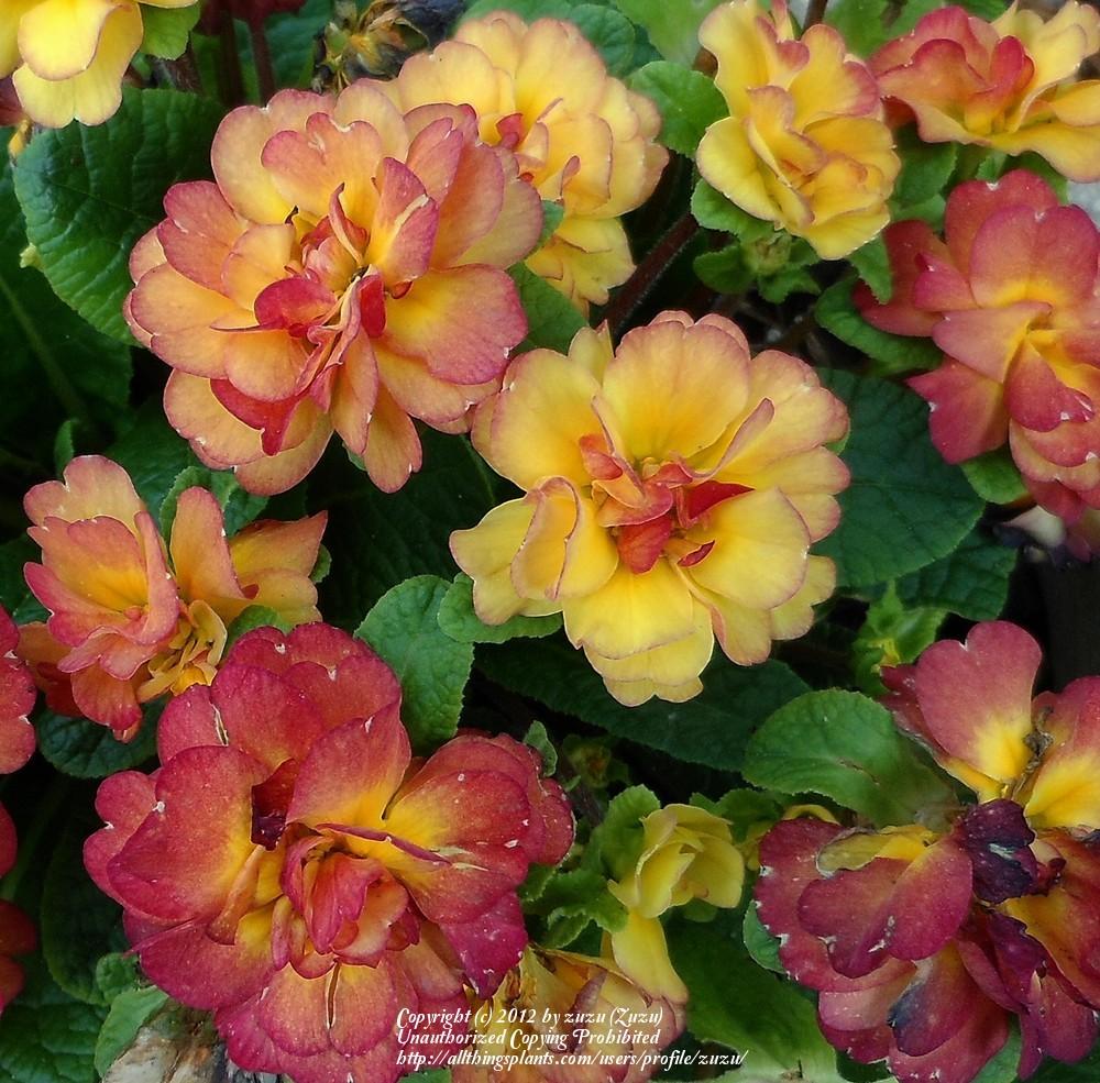 Photo of the bloom of English Primrose (Primula vulgaris Belarina ...