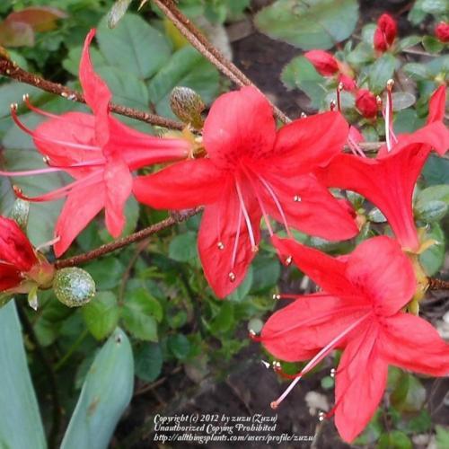 Azalea (Rhododendron 'Nuccio's Sakata Rust') in the Rhododendrons ...