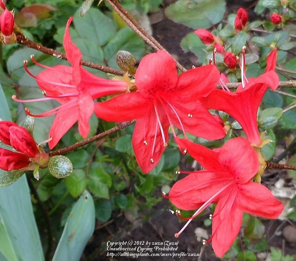 Azalea (Rhododendron 'Nuccio's Sakata Rust') in the Rhododendrons ...