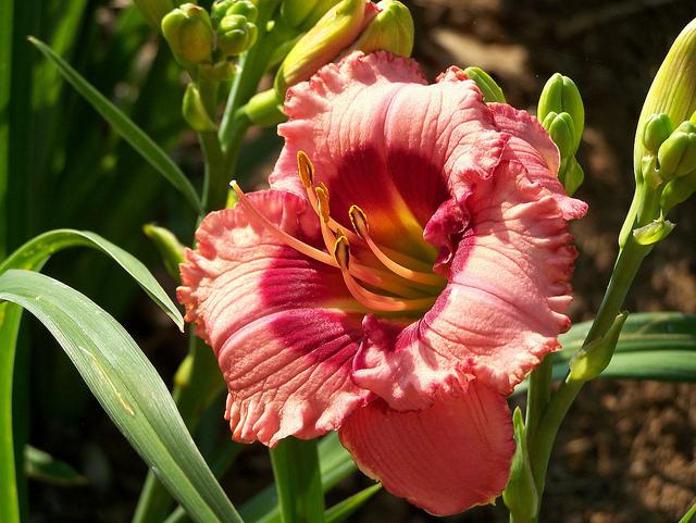 Photo of the bloom of Daylily (Hemerocallis 'Cherry Valentine') posted ...