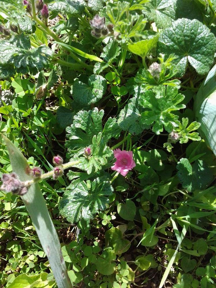 Photo of the entire plant of Prairie Mallow (Sidalcea malviflora ...