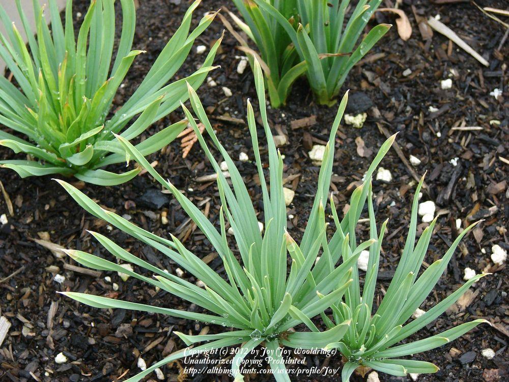 Foxtail Lily (Eremurus x isabellinus 'Ruiter's Hybrids') - Garden.org